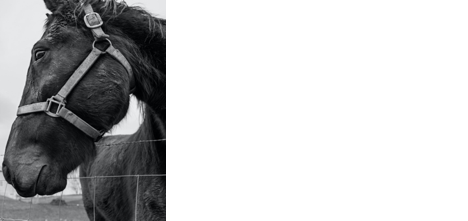 Short Story Review: “HOUYHNHNM” by André Alexis | Matthew Groff