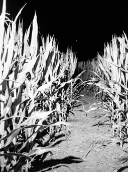 Short Story Review: “The Narrow Way” by Liliana Colanzi (Translated ...