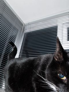 Short Story Review: “Chance the Cat” by David Means